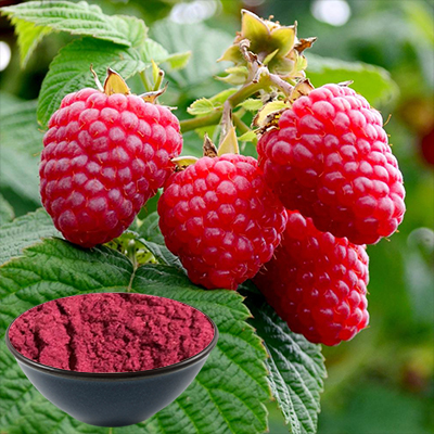 Dehydrated black raspberry extract powder - RealclearBio